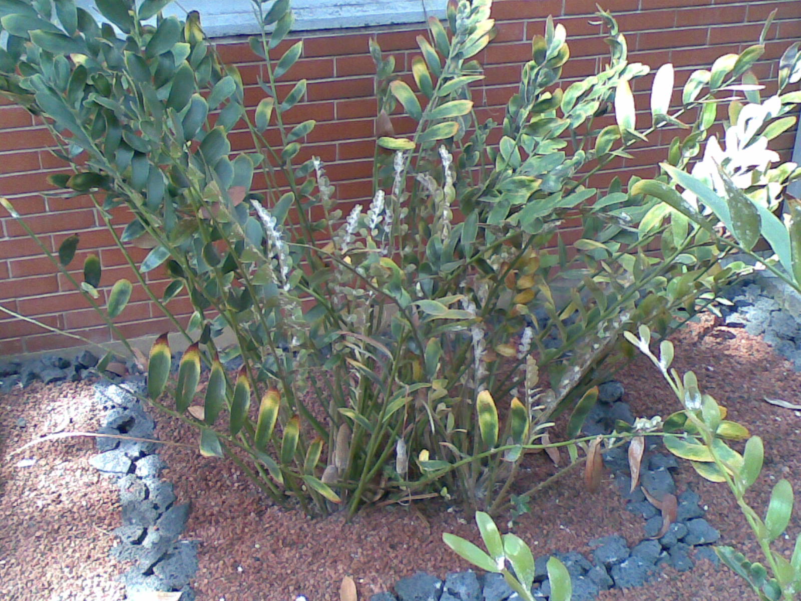 Las cicadaceas en mexico: Conozcamos un poco de cicadas y su cultivo.