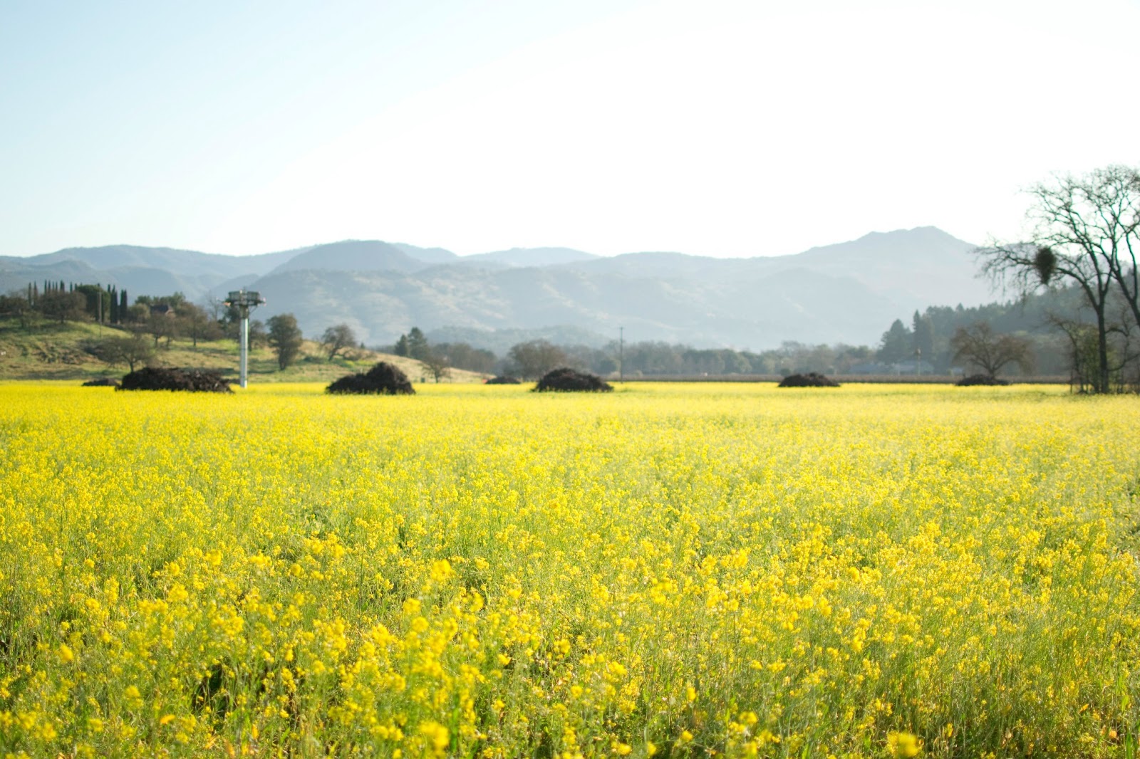 Truly Everyday: Wayfaring Wine Country: Mustard Season