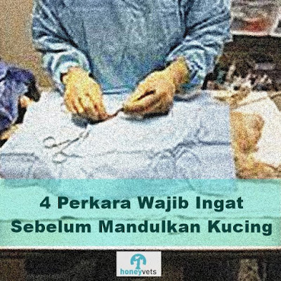 HONEY VETS: Ingat 4 Perkara Sebelum Memandulkan Kucing.