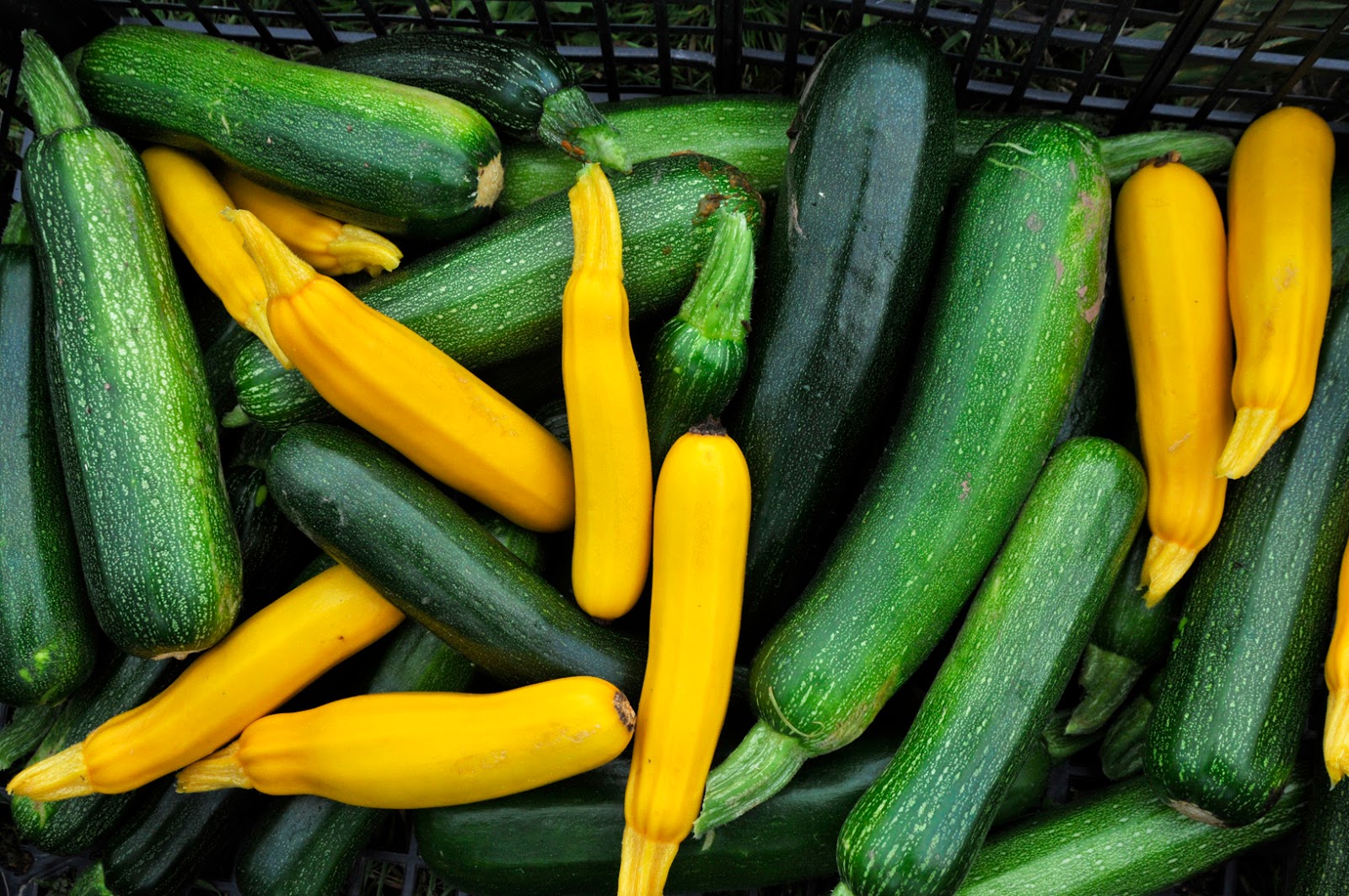 amazenglish: Tökfesztivál in Rácalmás