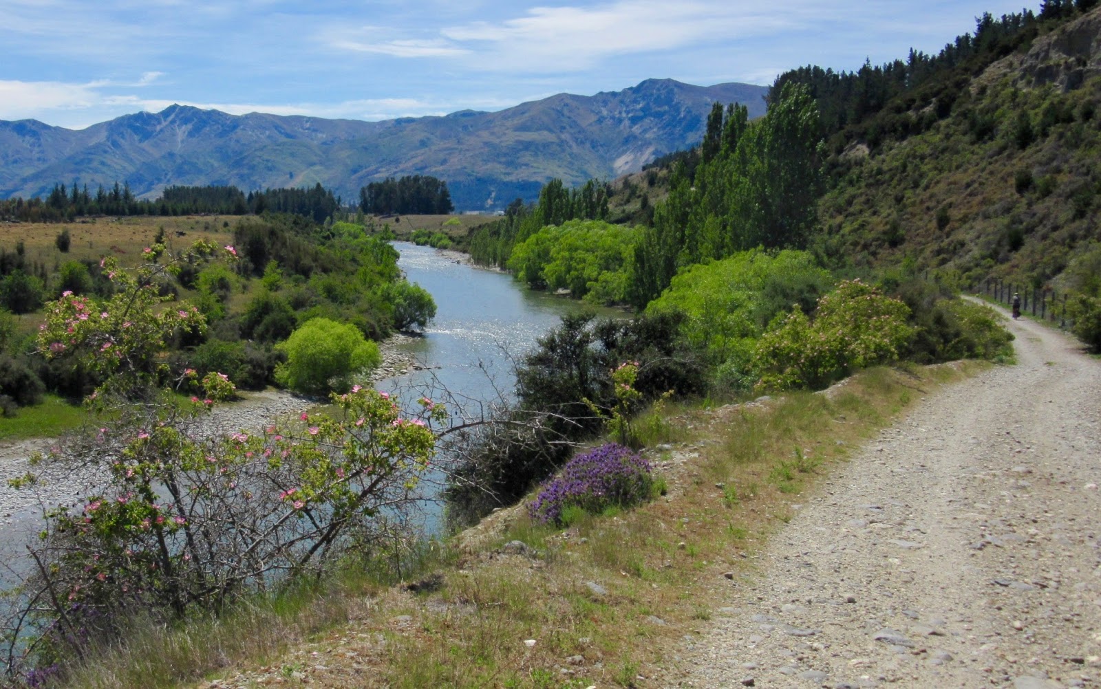 Dizzy's folding bike: South Island Lupin Trip – Part 4