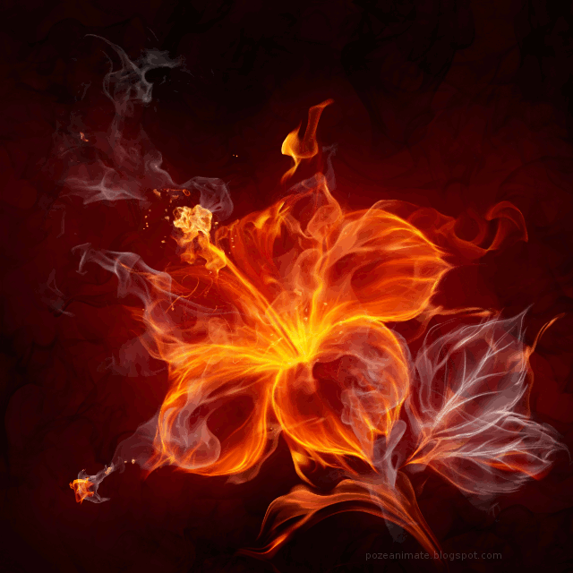 Pin by Saul Vazquez on ~ GLITTER PICS / Ḡїƒ'§ ~ | Fire flower, Fire ...