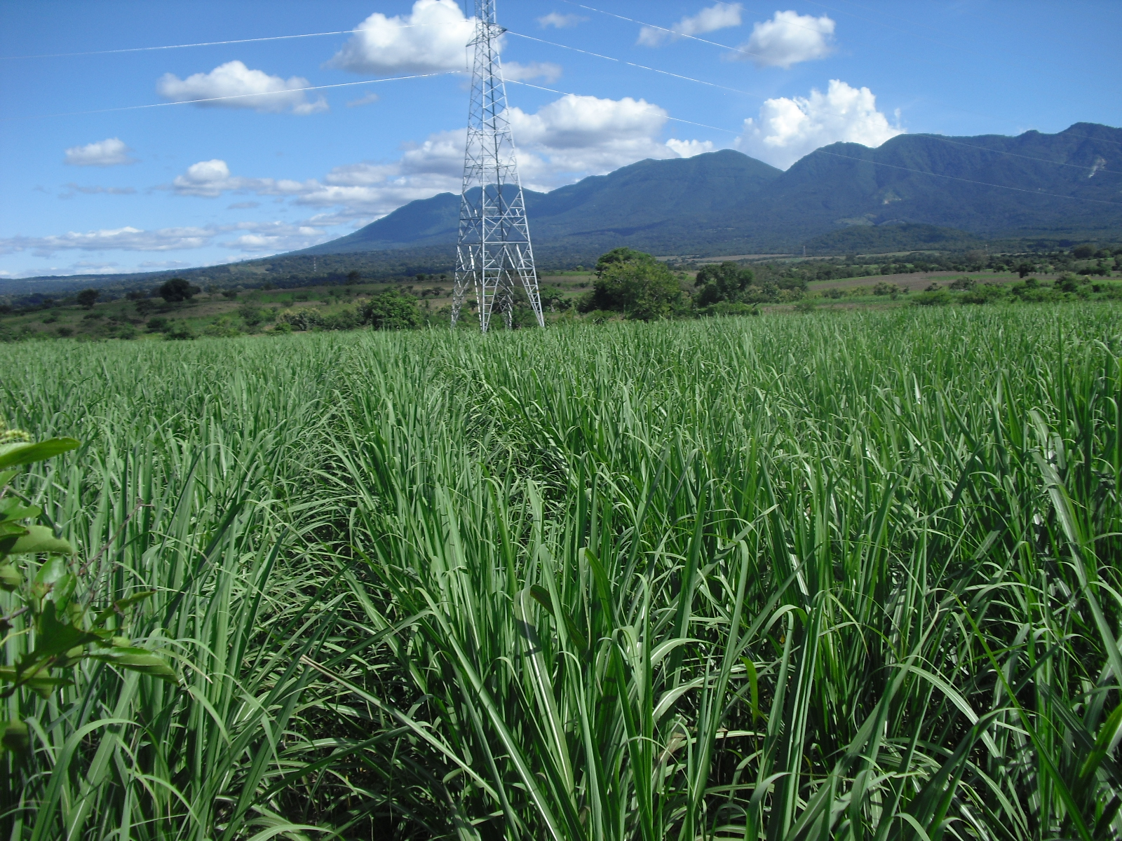Los Rabanes: Producción de rábano de una forma económica