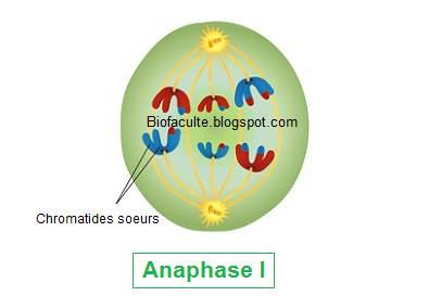 Les 8 étapes de la méiose | Bio faculté