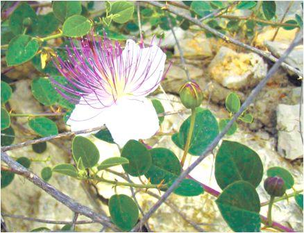 traitements bios: Le Câprier et ses bienfaits.