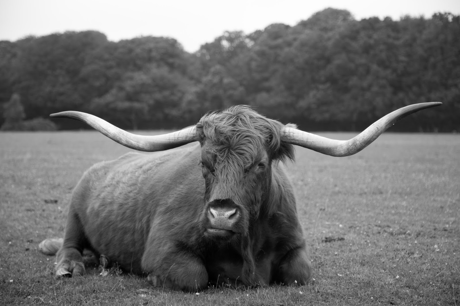 Chipster63 Photography Fat Cow chipster63-photography-fat-cow