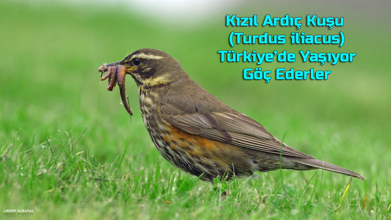 Kizil Ardic Kusu (Turdus İliacus) | Bilgi Defteri Güncel Blog GuidePedia