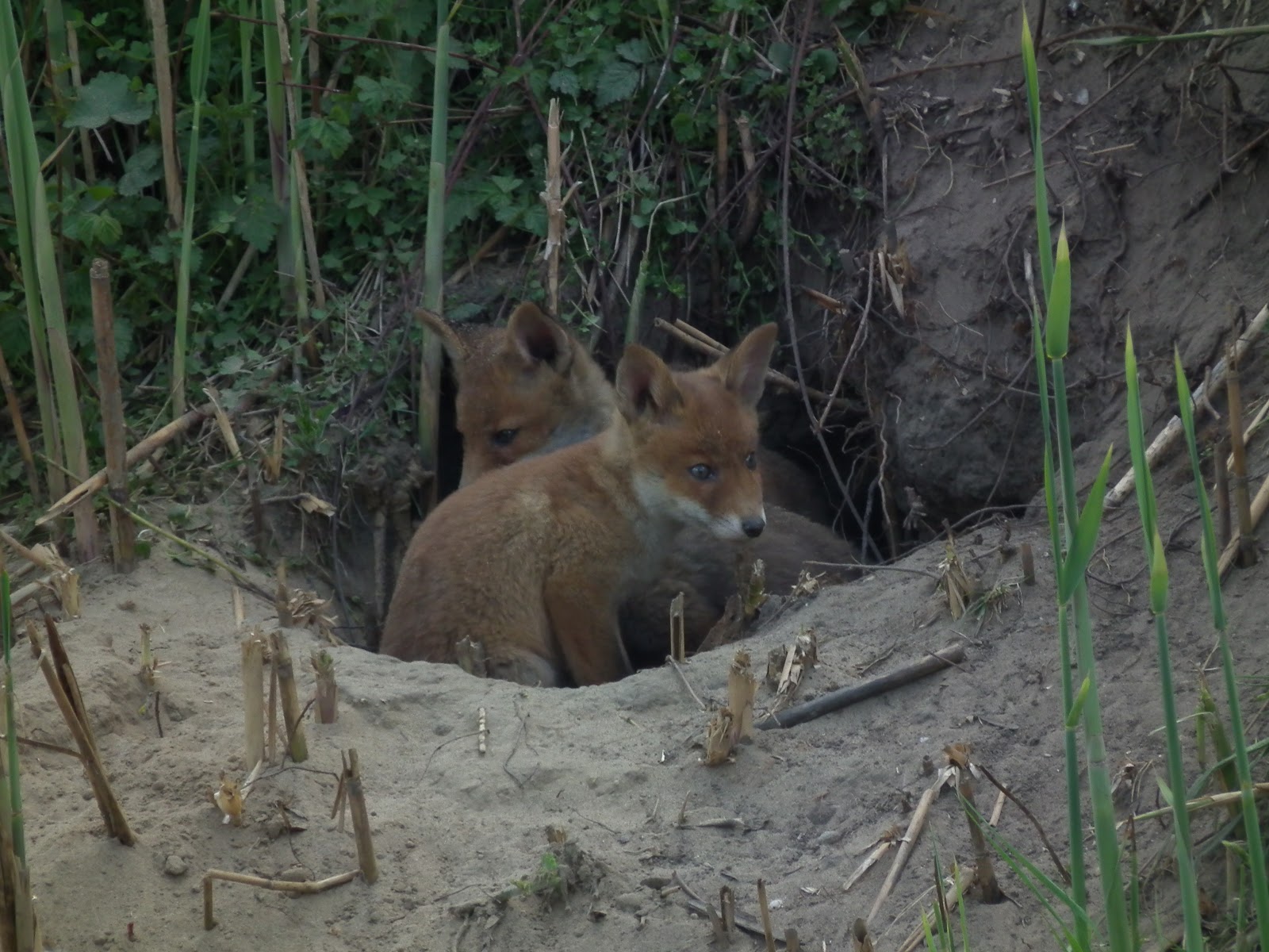enjoylife: Vossenhol met jonge vossen! 05-05-2013