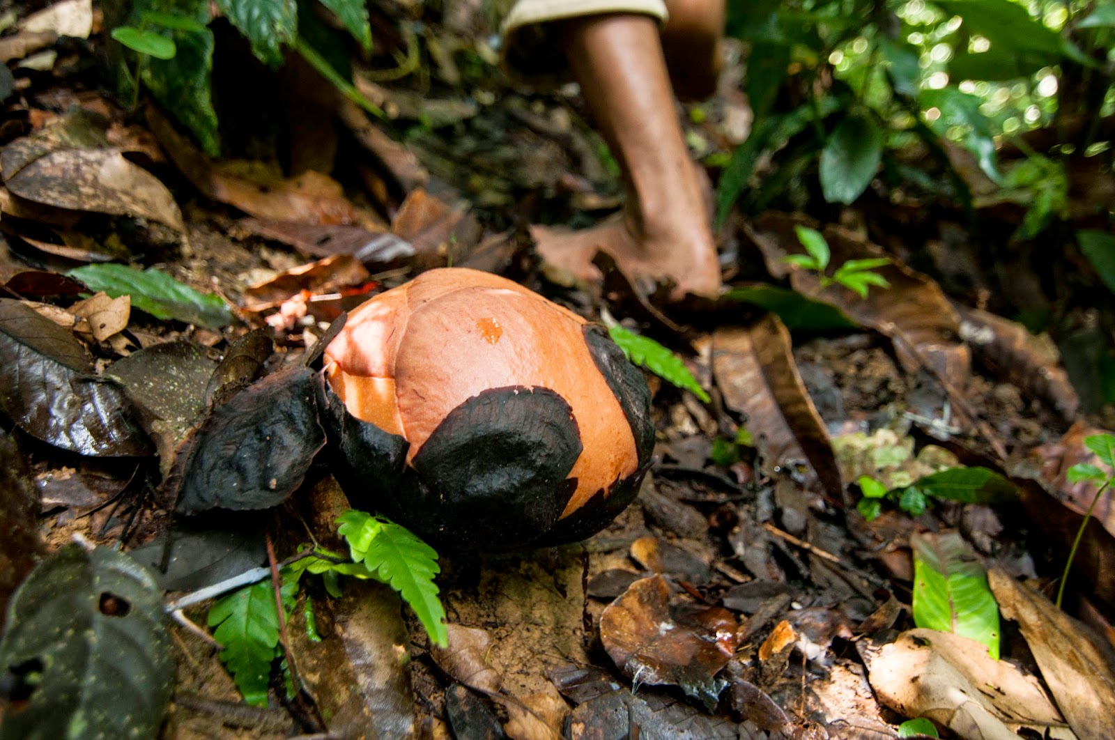 my Journey: Trip to LATA JARUM