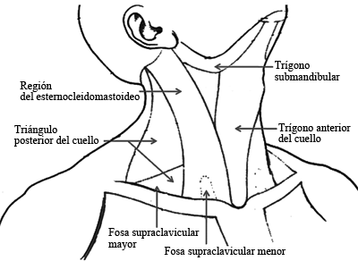 ANATOMÍA DESCRIPTIVA REGIONES DEL CUELLO ~ Zona De Estudio Odontologico