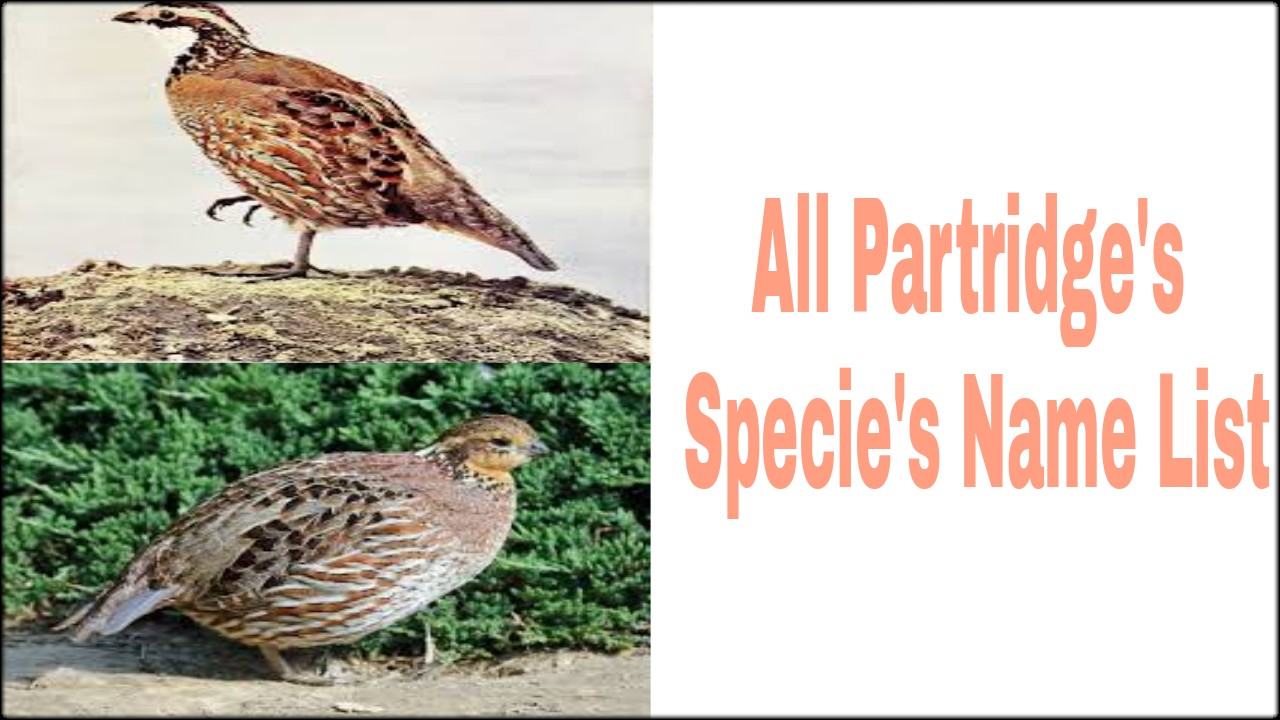 All Partridge Species (Genus) Name List