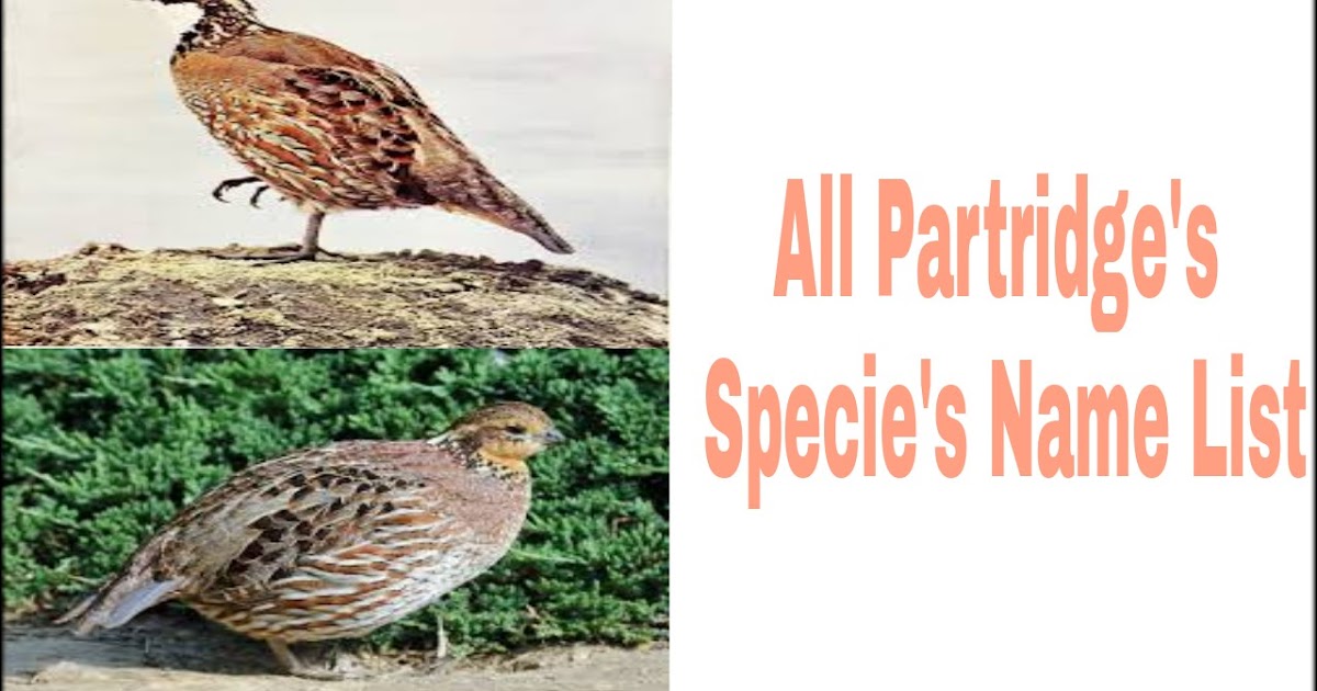 All Partridge Species (Genus) Name List