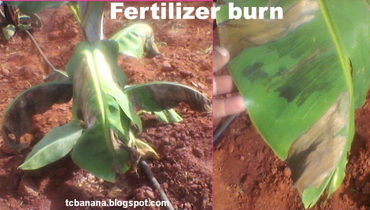Fertilizer burn - Effect of excessive use of chemical fertilizers ...