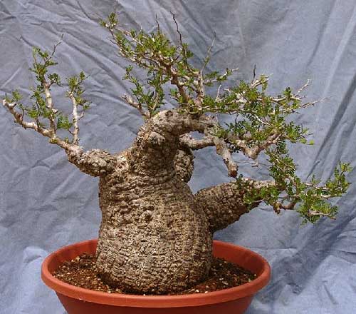 Thaisucculents: Caudiciform, Caudex Plant, Pachyform, Pachycaul, Fat ...