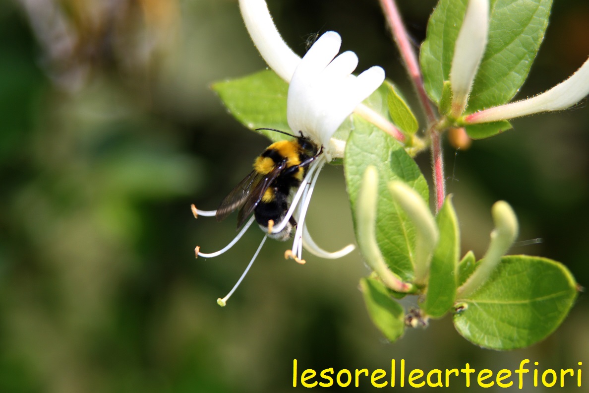 Lesorellearteefiori: Lonicera Caprifolium ( Caprifoglio)