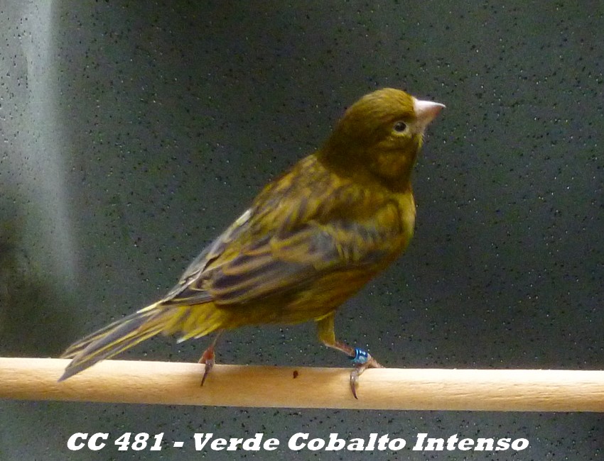 Canaril Curico - Canário de Cor: Verde Cobalto Intenso