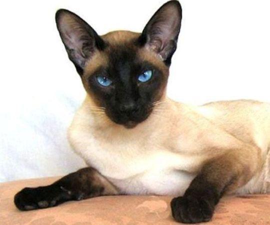 Jenis Kucing | blogtamtam