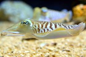 Exhibit Galleries Blog: Countershading Camouflage!