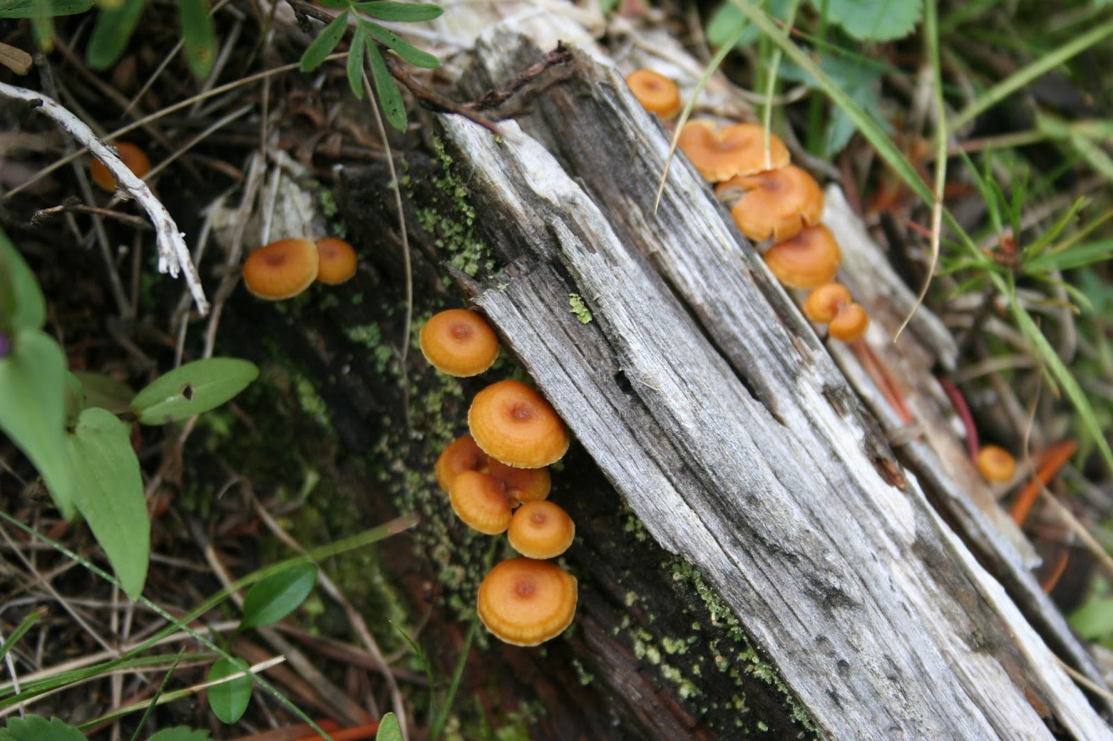 Mushrooms and Fungi of the Bighorn Mountains: Rust colored mushrooms