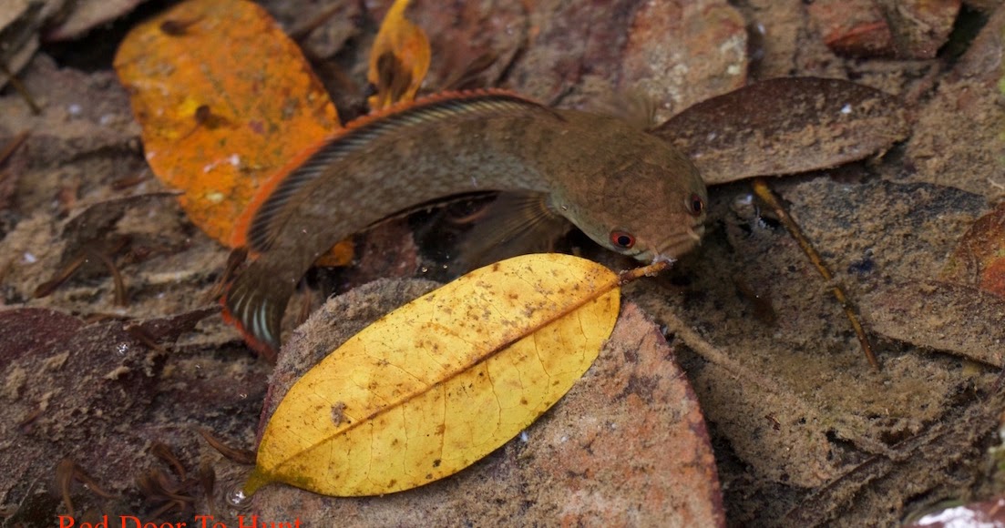 RED Door To Hunt: Sebahagian Spesies Ikan Paya Air Tawar Di Selangor
