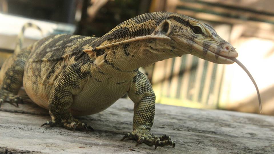 Mengenal Reptil : Biawak