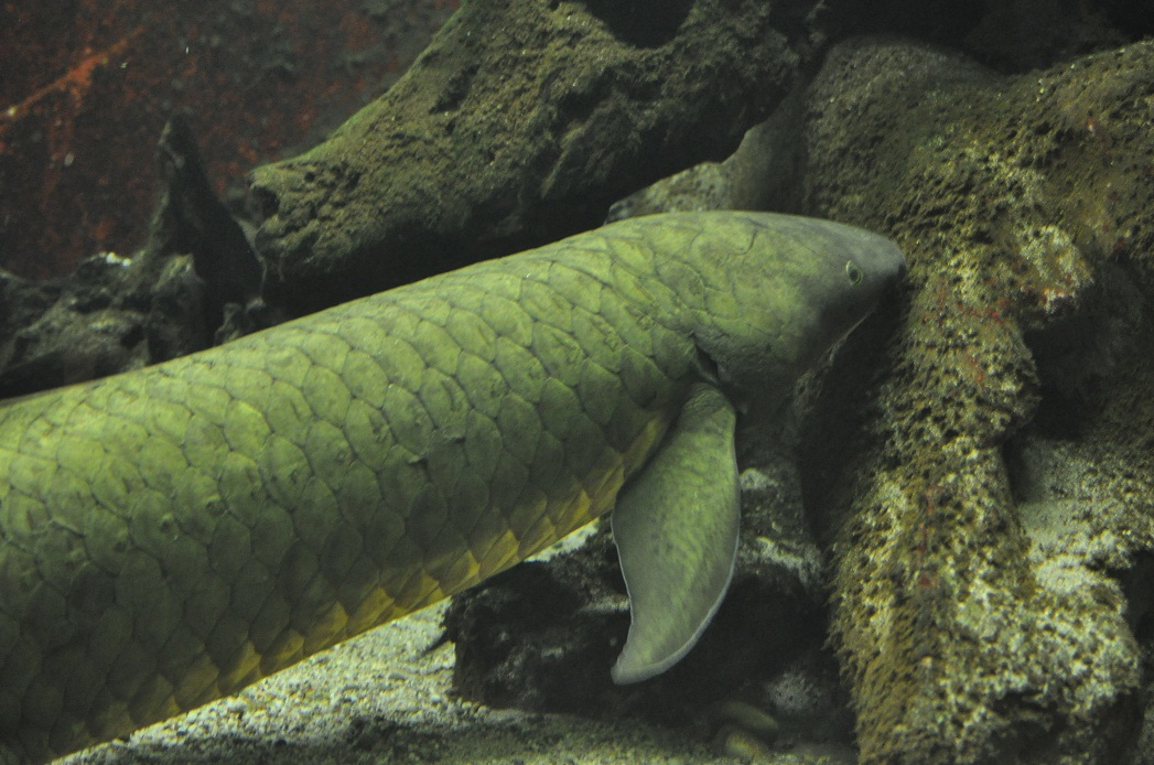 Artes de Pesca: VAMOS A PESCAR PECES PULMONADOS