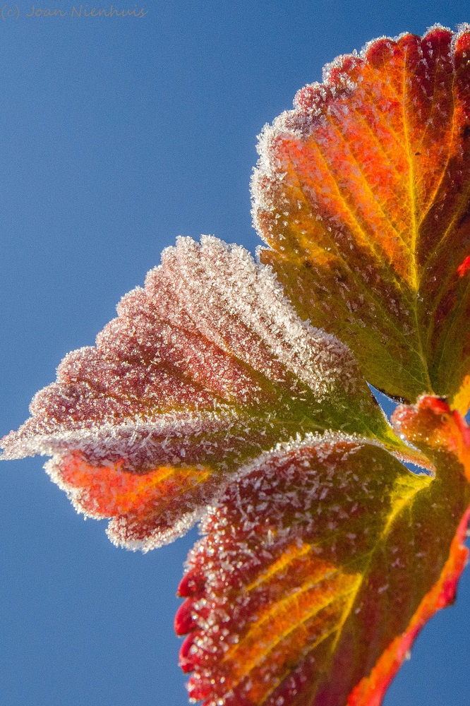 Pacific Northwest Photography: November Frost