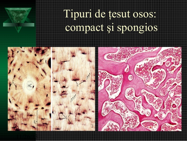 Scheletul corpului uman: Tesutul osos