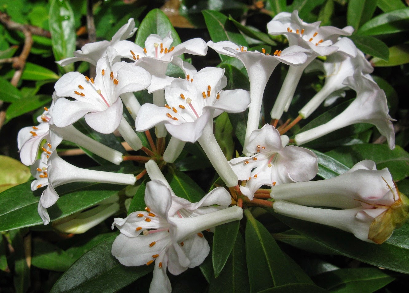 Vireya's Blog: Vireyas in Flower