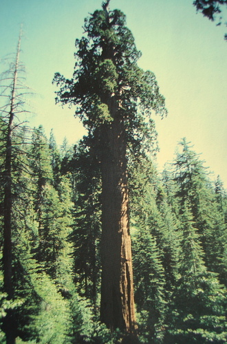 waone's articles: Genesis Tree: Pohon Terbesar ketujuh di Dunia