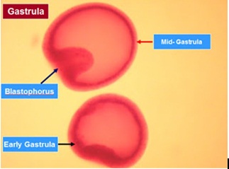 PERKEMBANGAN ZIGOT - Have Fun Learning Biology