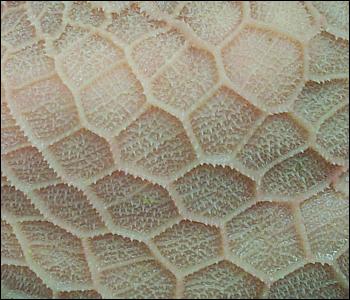 Zootecnia é 10: Anatomia e Morfologia do Rúmen.