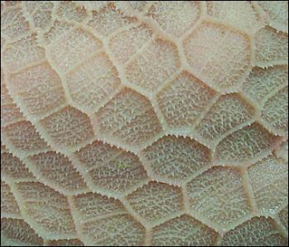 Zootecnia é 10: Anatomia e Morfologia do Rúmen.