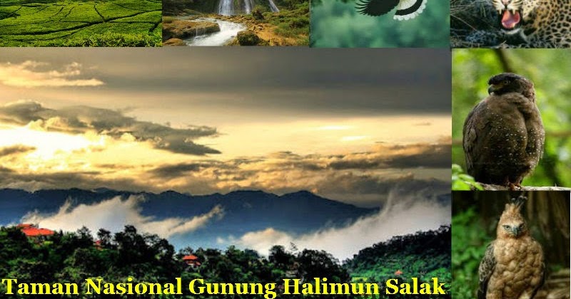 Taman Nasional Gunung Halimun Salak : Menyelusuri Jejak Hewan Langka ...