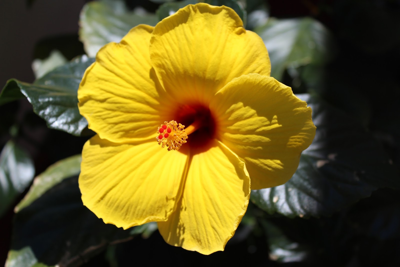 Perfumes y luces de Extremadura: Agradecimiento visitantes de China.