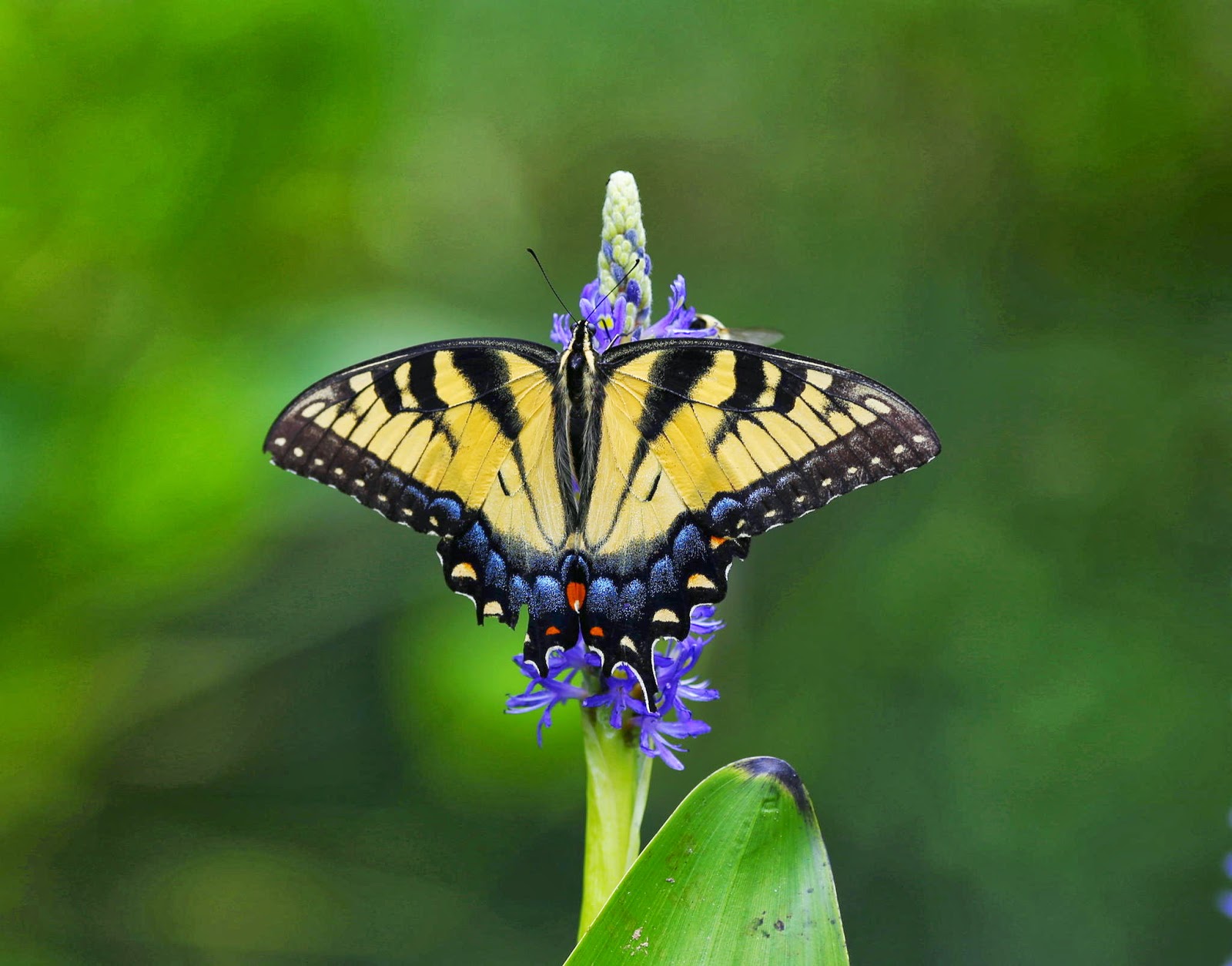 Imágene Experience: Las mariposas más hermosas del mundo III (27 fotos ...