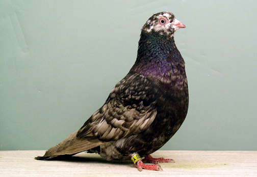 Parlor roller-tumbler pigeons ( parlour ) - Pigeons fall