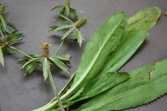 COMERCIALIZACION DEL CIMARRON