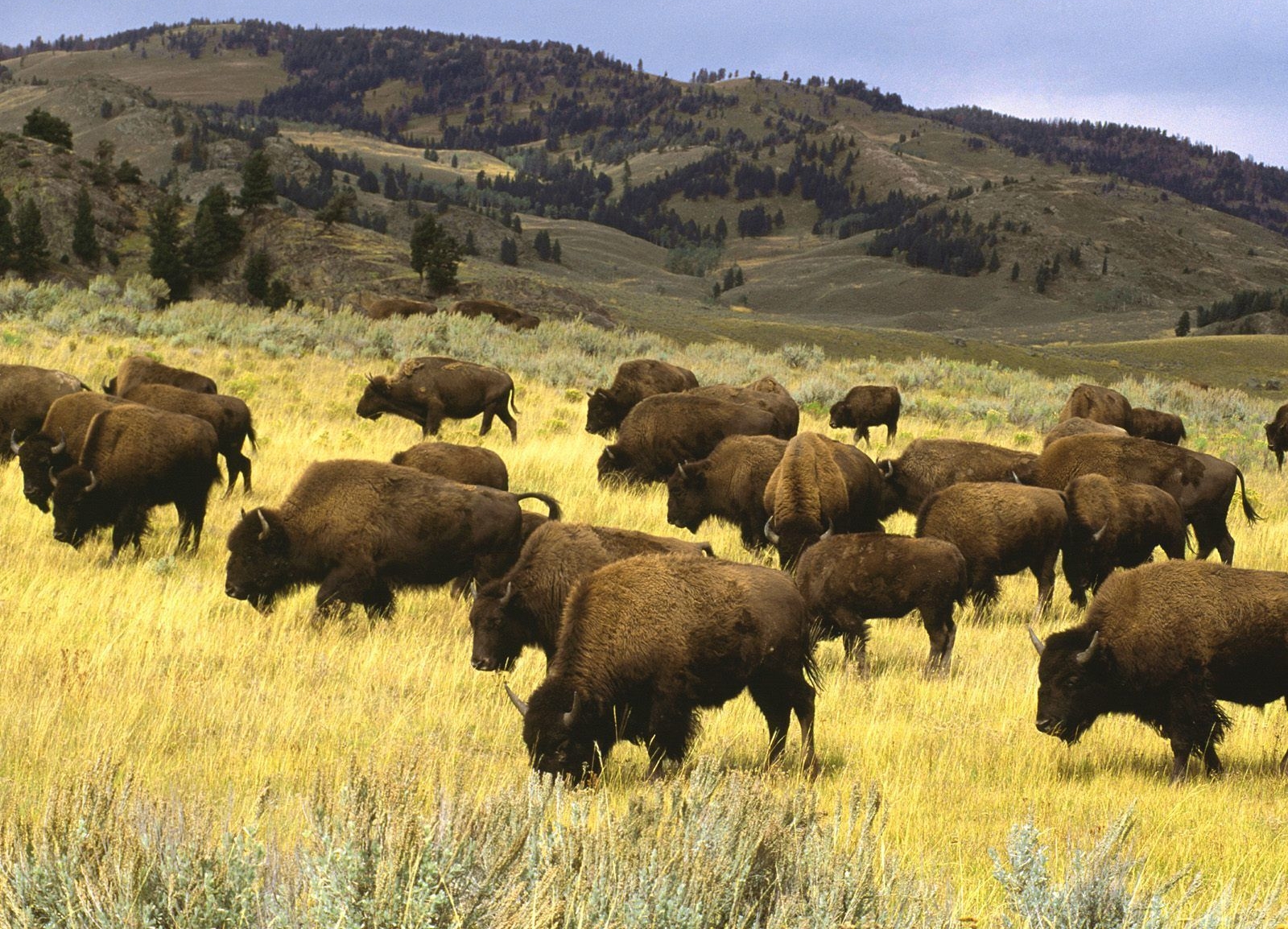 Yellowstone National Park Wallpapers | High Definition Wallpapers