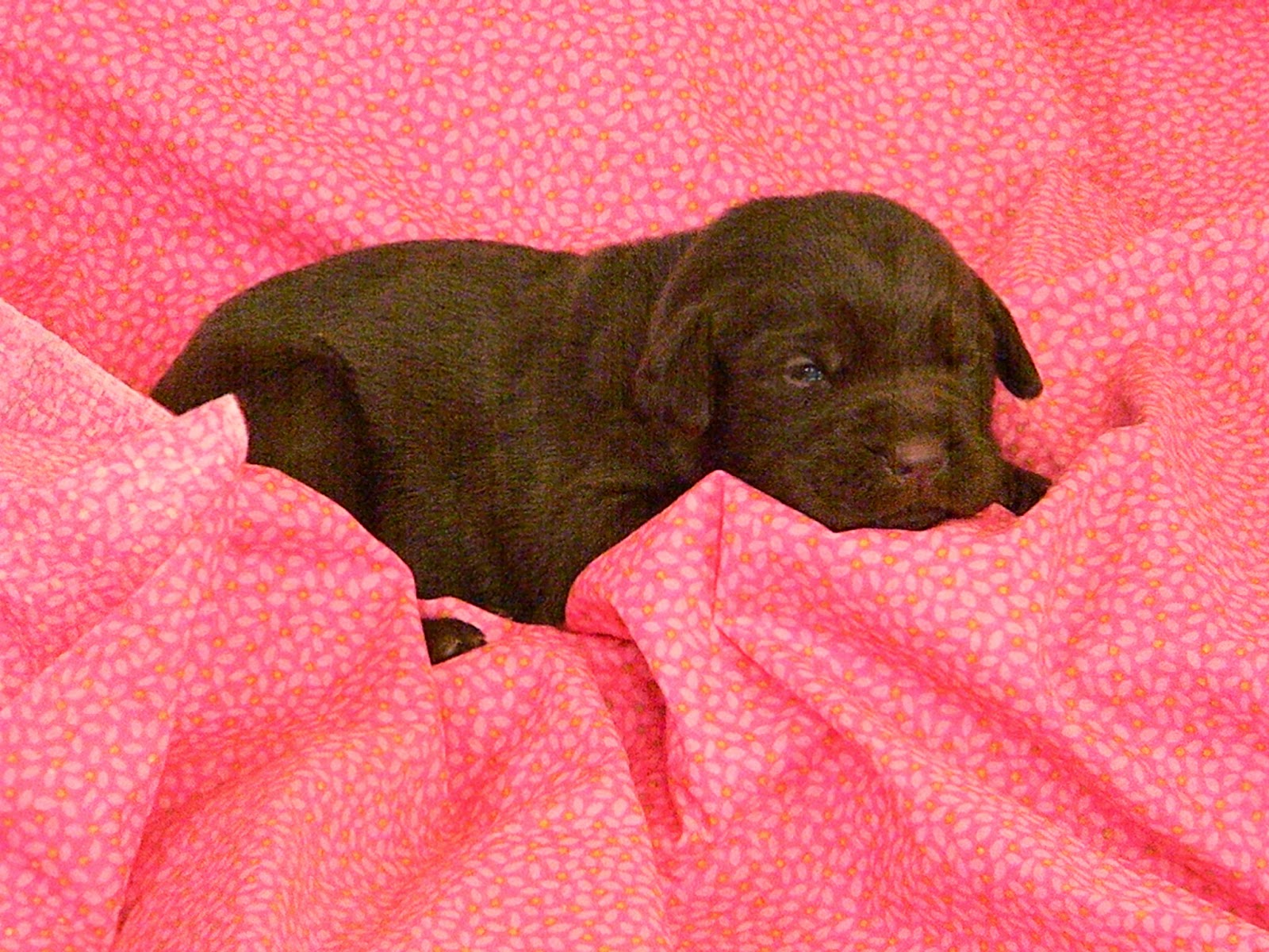 Blind Faith Hobby Farm: Labrador Retrievers