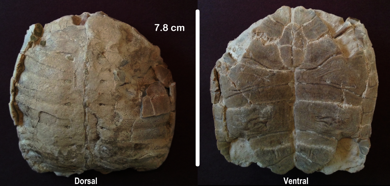 Fossils and Other Living Things: A Pastiche of Turtles