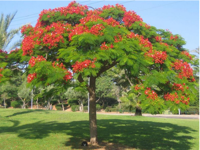 Landscape in UAE and Pakistan: Delonix Regia, Gul Mohr Tree