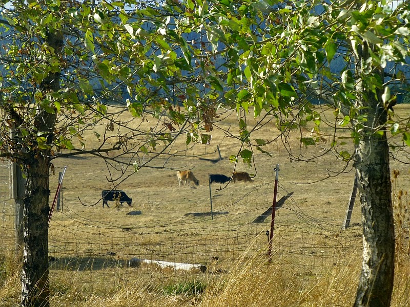Rural Revolution: Fall cattle roundup