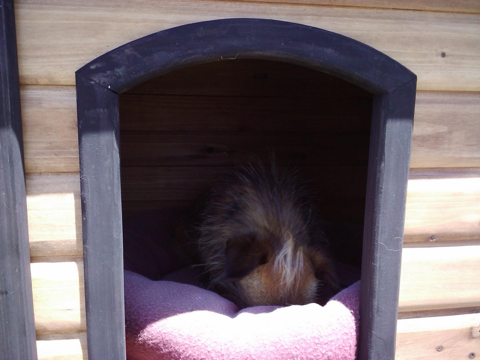 DynoDanny's Garage: Scruffy's new dog house