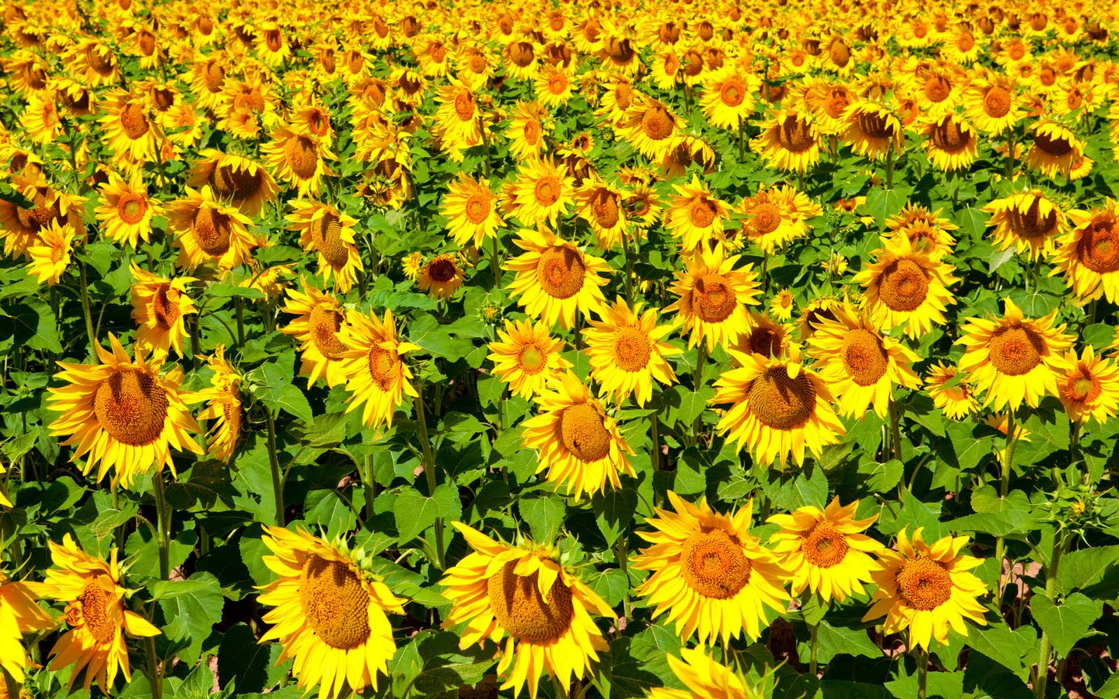 Beautiful Sunflowers Garden Wallpapers | Desktop Background Wallpapers