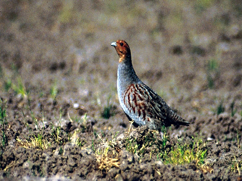 Wallpaper Sea: partridge wallpapers