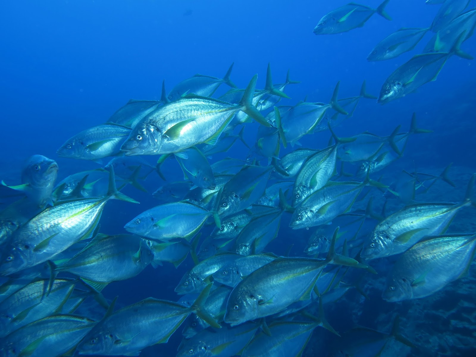 Mergulho nos ilhéus das formigas, Julho 2017