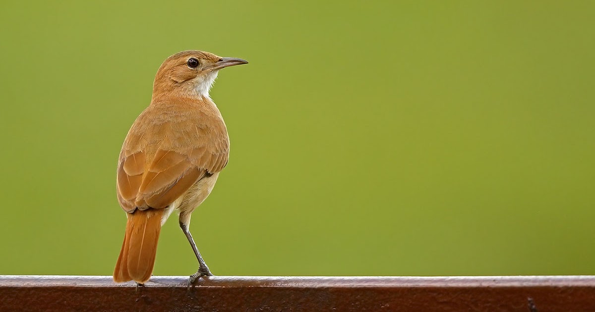 mis fotos de aves: Furnarius rufus Hornero Rufous Hornero