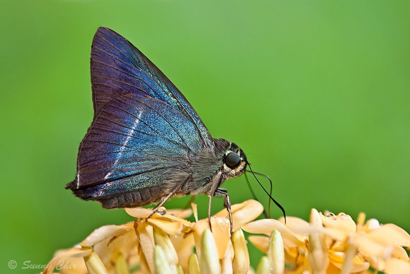 Butterflies of Singapore: Butterfly Photography 101 - Part 7