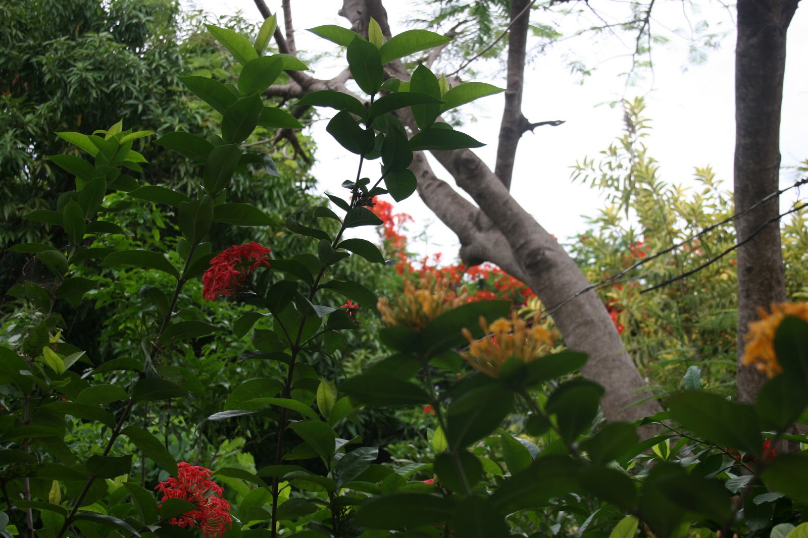 Haiti Hiatus: Brother Edward Shows Us a Glimpse of the Abundant Plant ...